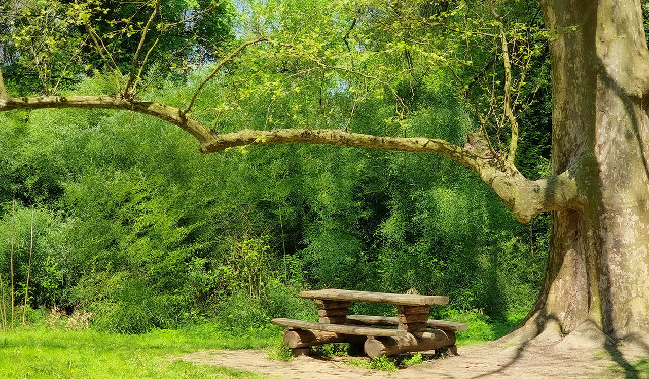 Arboretumul Simeria – Discover Hunedoara